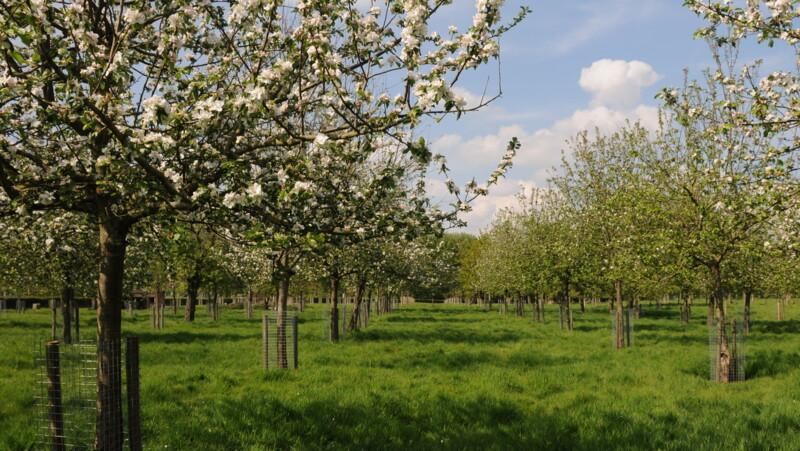 Over ons - Goed geplukt